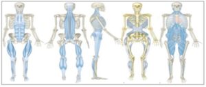 Myofascial lines and pain (Part 1) | Barbara Forbes Massage